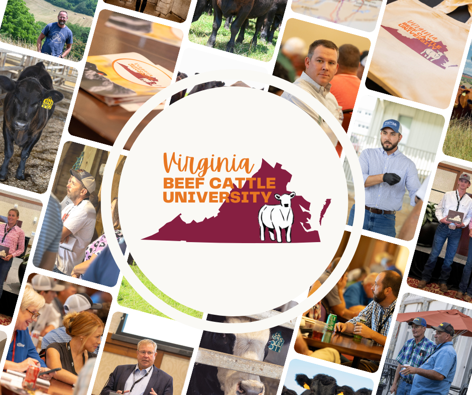 Registration – Virginia Beef Cattle University